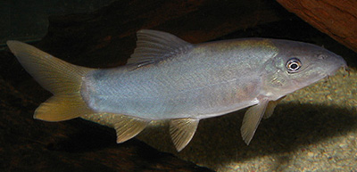 鳅科 Cobitidae 蓝色动物学（中国动物学科普）